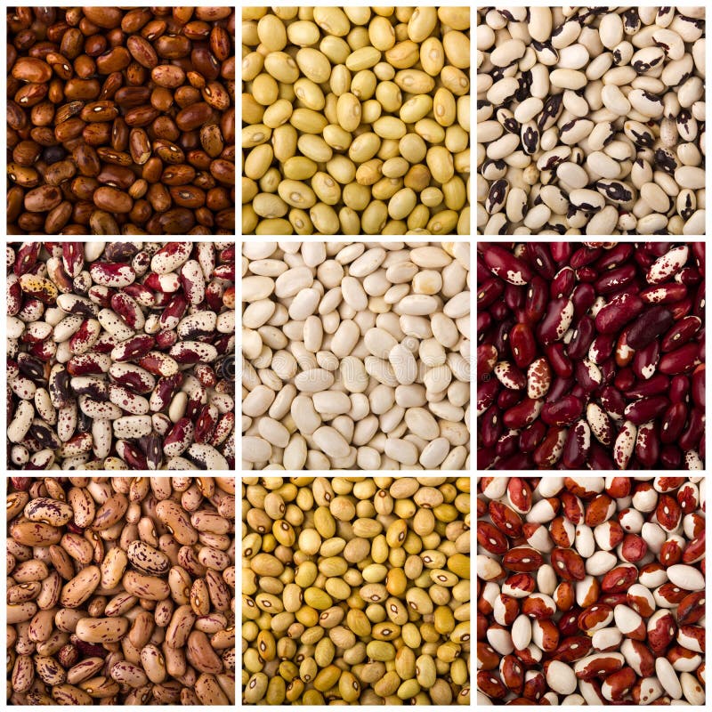 Different beans stock image. Image of beans, runner, broad - 23289447