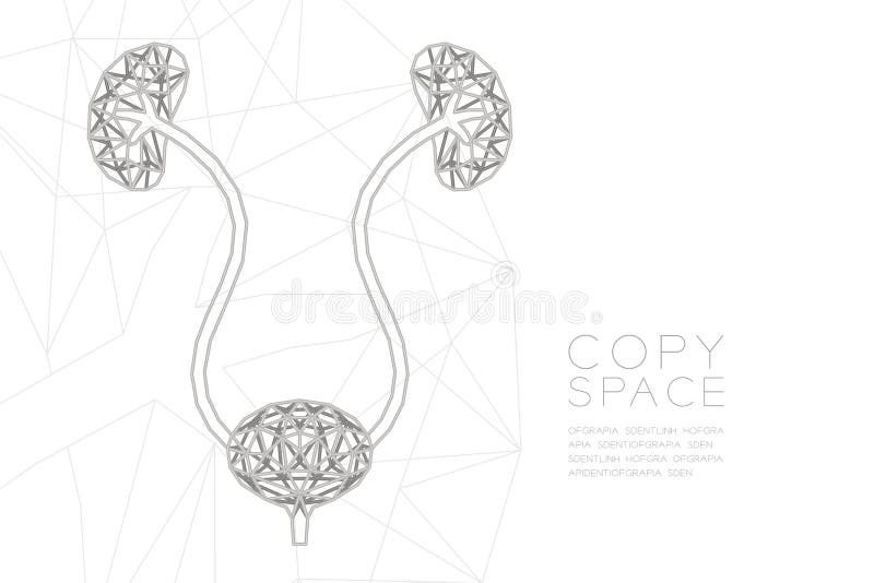 Kidney and Bladder Shape Wireframe Polygon Silver Frame Structure ...