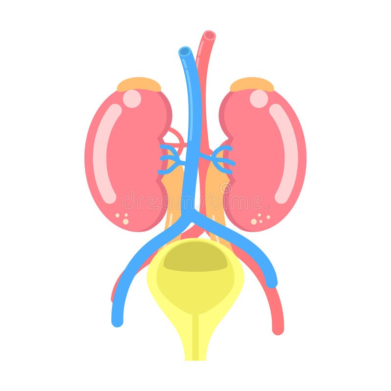 Anatomy Of The Urinary Bladder Stock Vector - Illustration of bladder ...