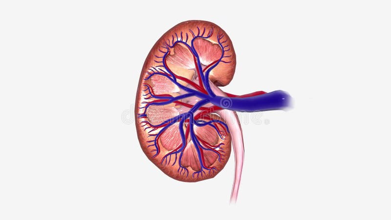 Kidney Coronal Cross Section Stock Video - Video of treatment, medicine ...