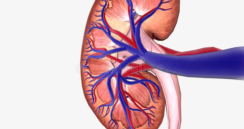 The Kidney Coronal Cross Section Stock Illustration - Illustration of ...