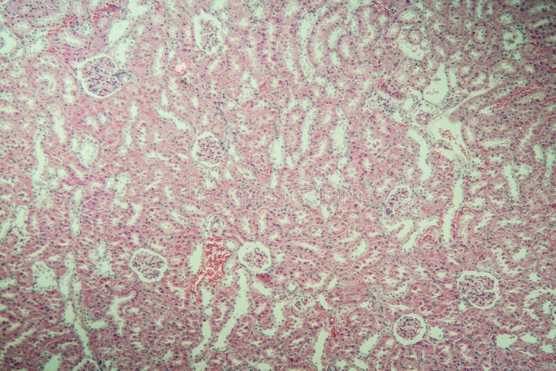 Kidney Cortex Under the Microscope Stock Image - Image of enlargement ...