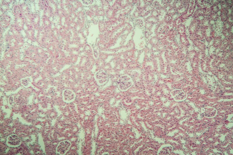Kidney Cortex Under the Microscope Stock Image - Image of enlargement ...