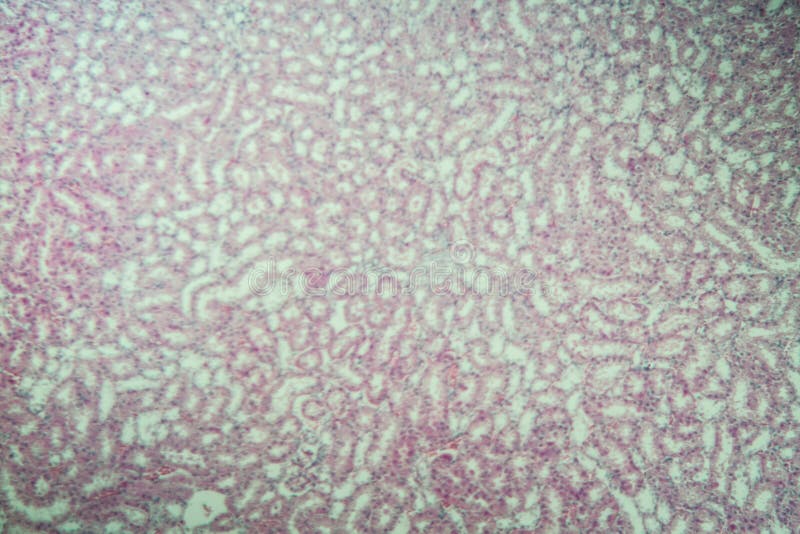 Kidney. Cortex and medulla stock image. Image of cortex - 93291847