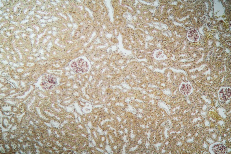 Kidney Cortex Under the Microscope Stock Image - Image of enlargement ...