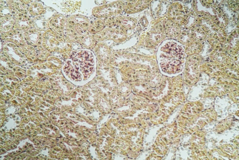 Kidney Cortex Under the Microscope Stock Image - Image of enlargement ...