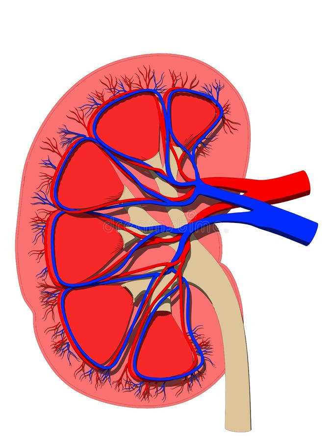 Kidney cut stock vector. Illustration of treatment, medicine - 9580980