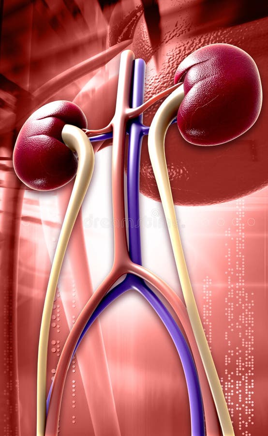 Skeleton and Kidney with Bladder Stock Illustration - Illustration of ...