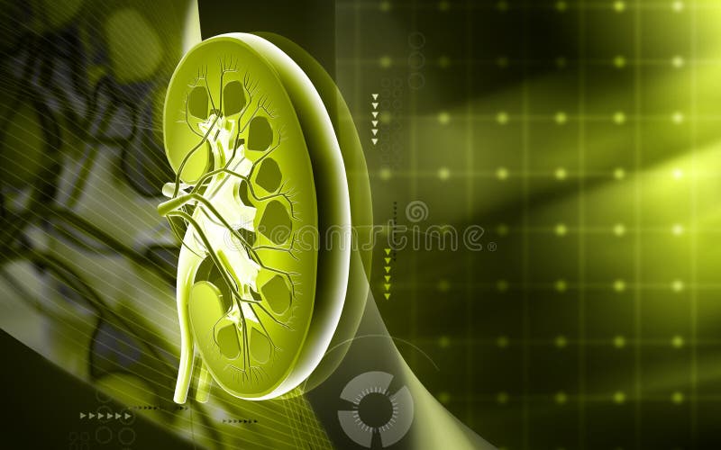Kidney stock illustration. Illustration of human, computer - 47757411