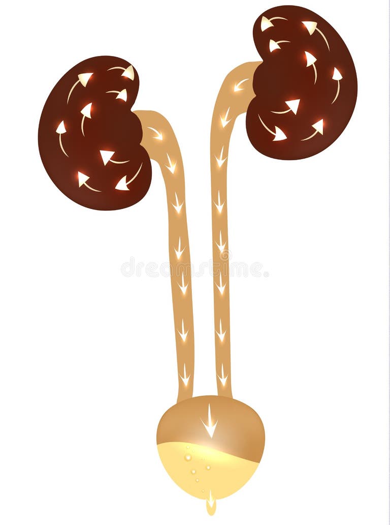 Kidney Function Stock Illustrations – 2,192 Kidney Function Stock ...