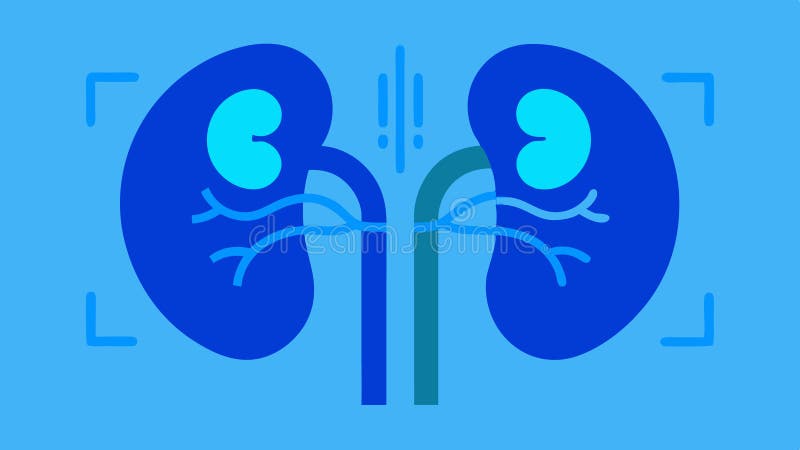 Kidney Function Representation an MRI Illustration Showcasing Both ...