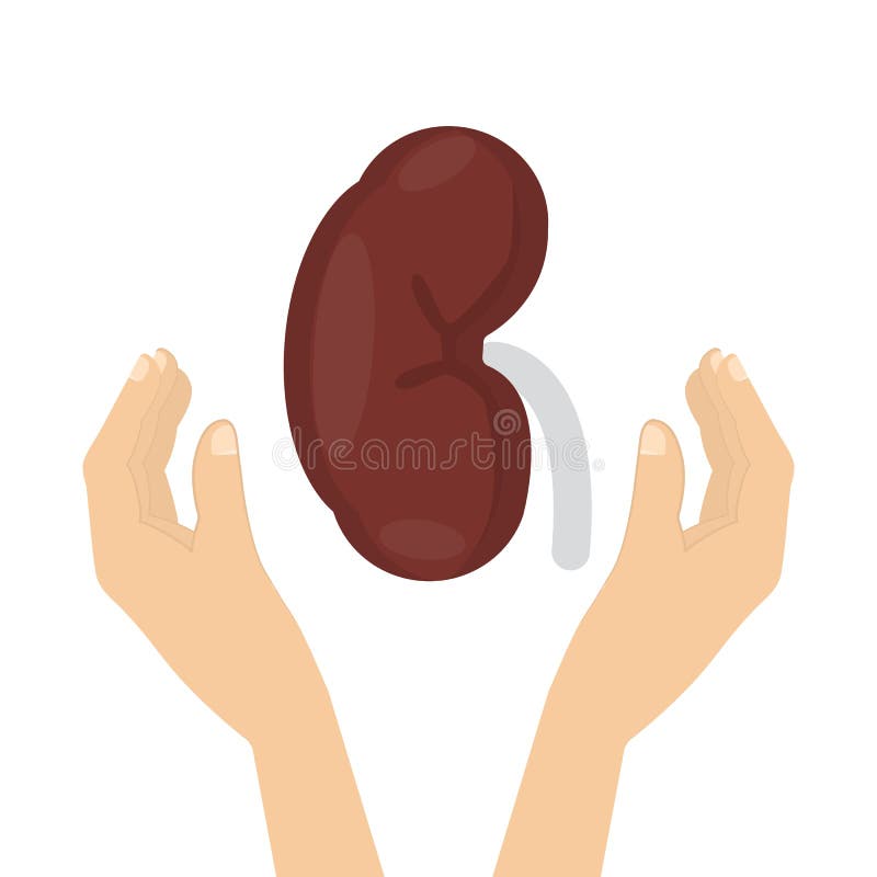 Kidney Transplant Hand Stock Illustrations – 360 Kidney Transplant Hand ...