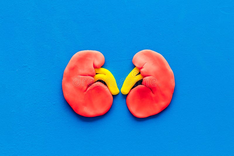 Kidney Healthy. Organ on Blue Background Top View Stock Image - Image ...