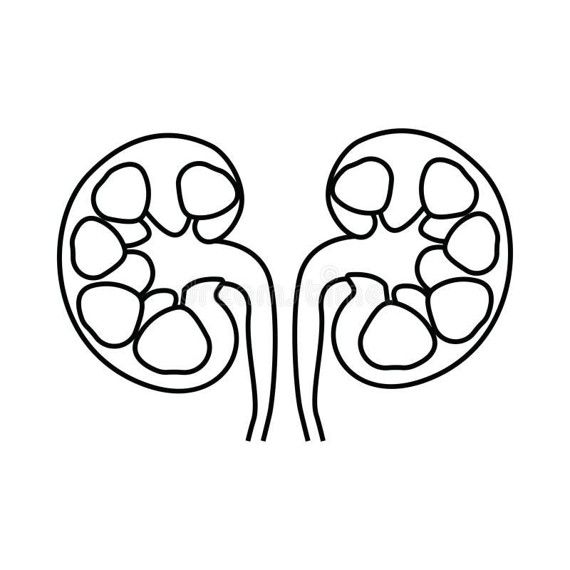 Kidney, Human Kidney, Diagram of Kidney, Kidney Icon Stock Vector ...