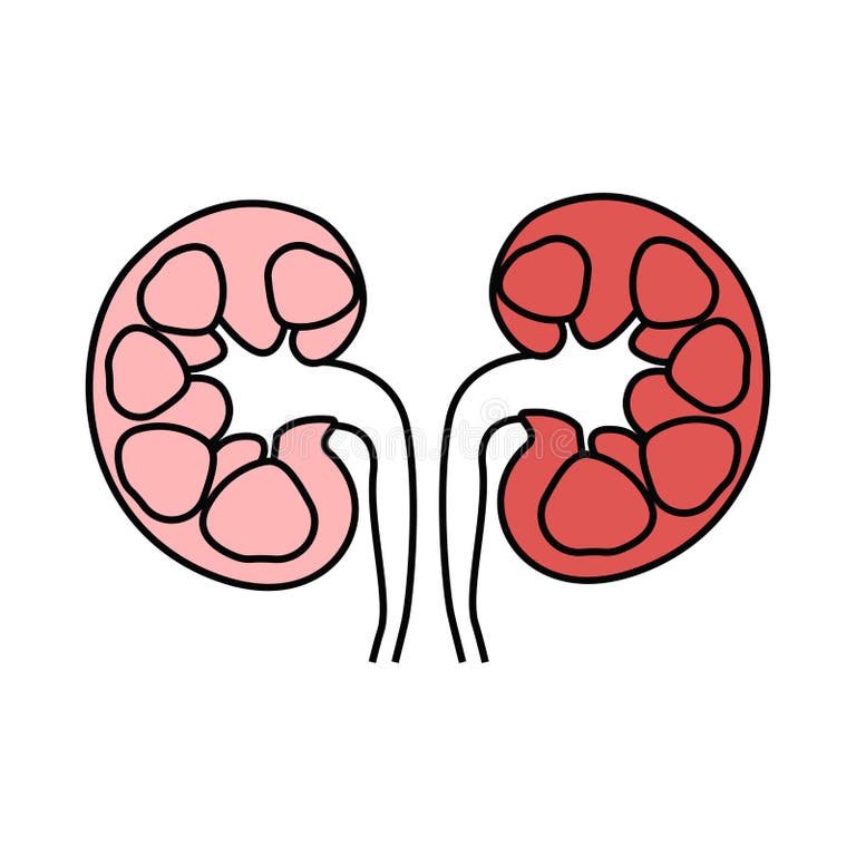 Kidney, Human Kidney, Diagram of Kidney, Kidney Icon Stock Vector ...