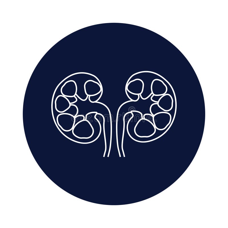 Kidney Human Organ stock vector. Illustration of medicine - 289998367