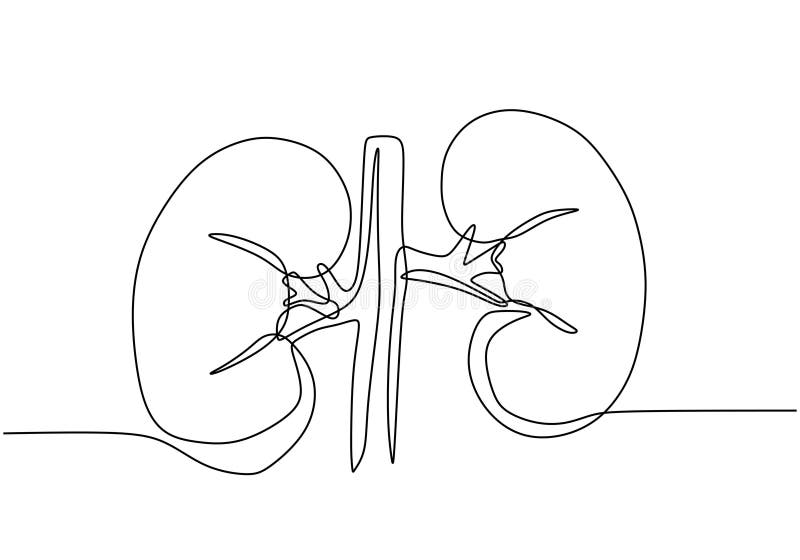 Kidney Line Drawing Stock Illustrations – 1,195 Kidney Line Drawing ...