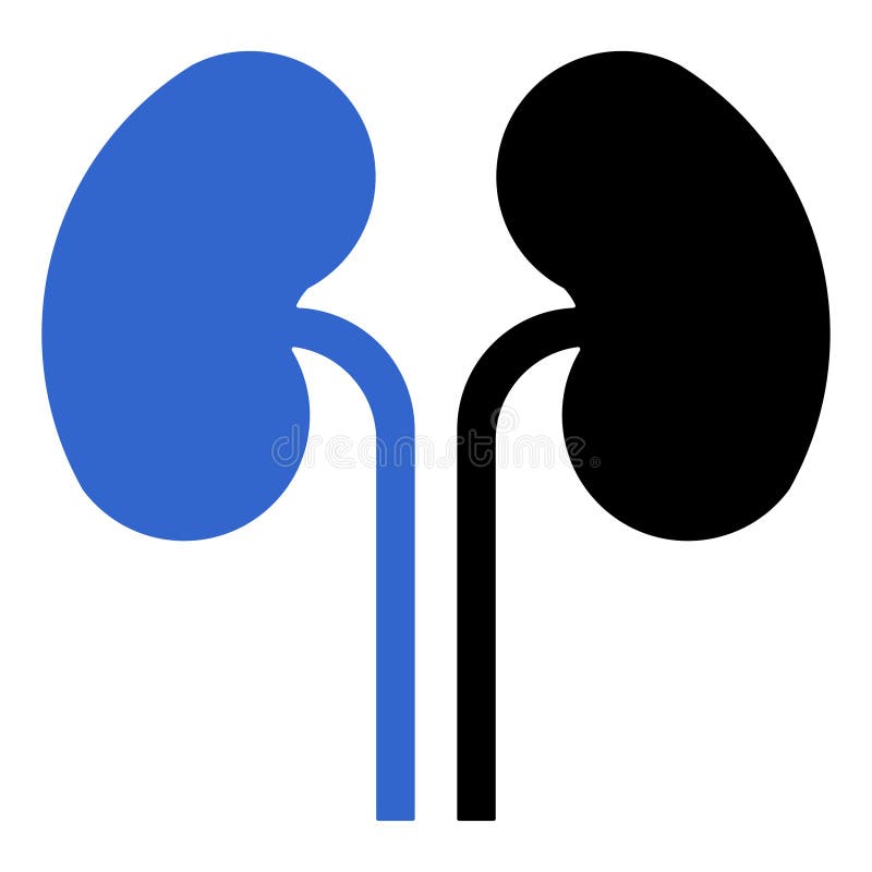 Kidney icon design vector stock vector. Illustration of flat - 214852220