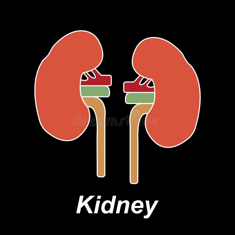 Kidney icon stock vector. Illustration of sign, pictogram - 311775339