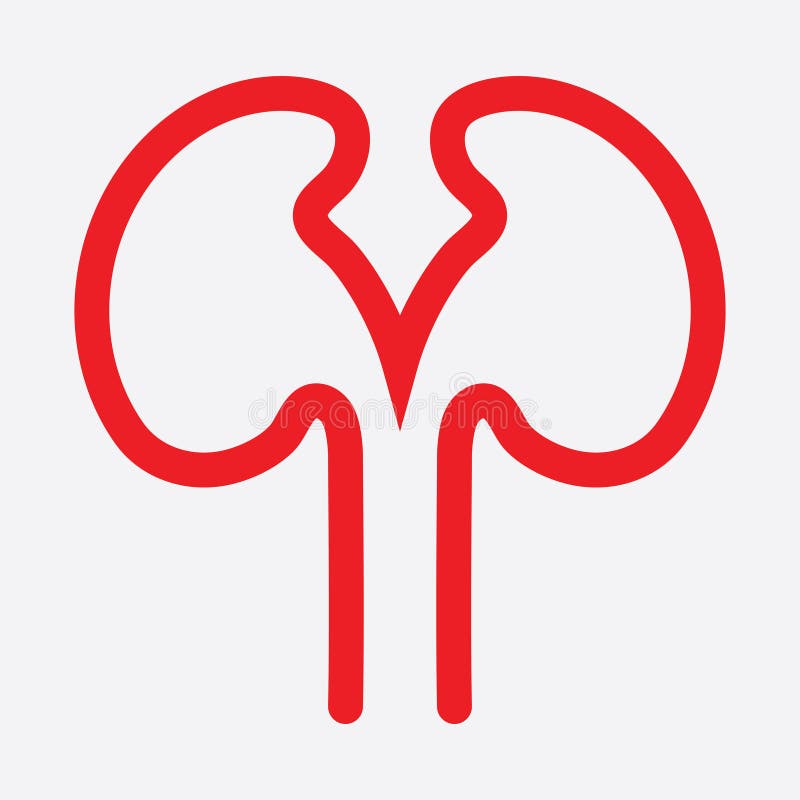 Kidney icon vector stock illustration. Illustration of outline - 289659167