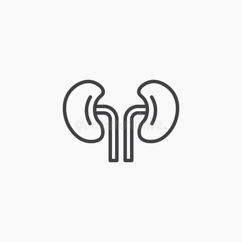 Kidney icon vector stock vector. Illustration of vector - 348312276