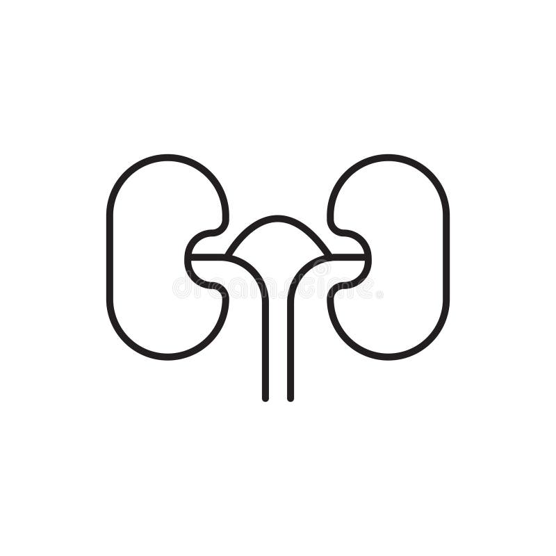 Kidney icon vector stock vector. Illustration of outline - 348420010