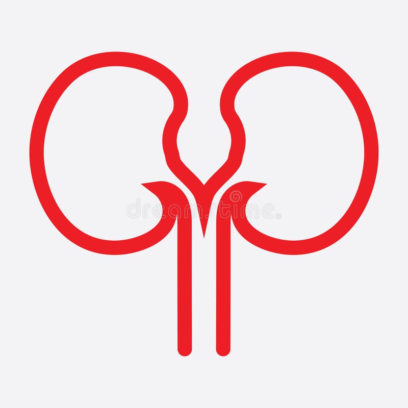 Kidney icon vector stock vector. Illustration of medicine - 288841165