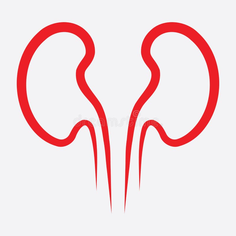 Kidney icon vector stock vector. Illustration of biology - 288841198
