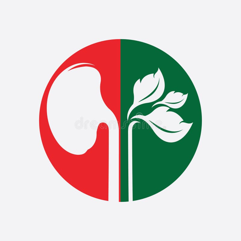 Kidney icon vector stock vector. Illustration of organ - 288867346
