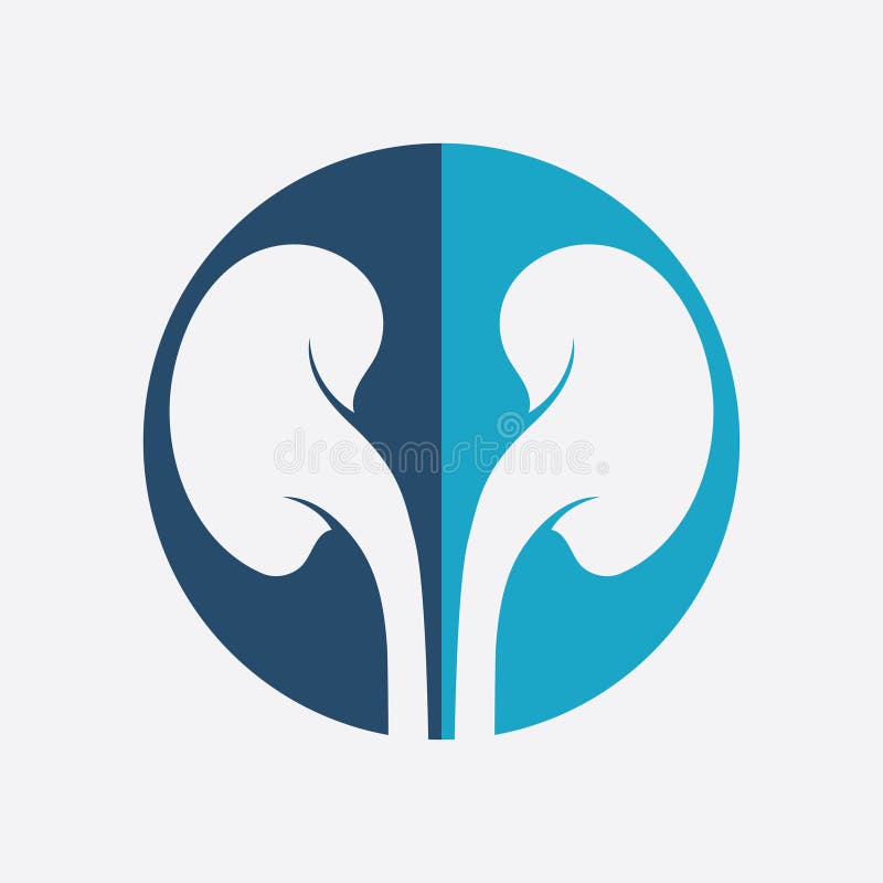 Kidney icon vector stock vector. Illustration of icon - 288867548