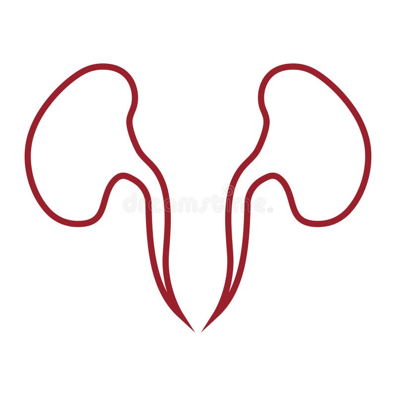 Kidney icon vector stock vector. Illustration of health - 289900640
