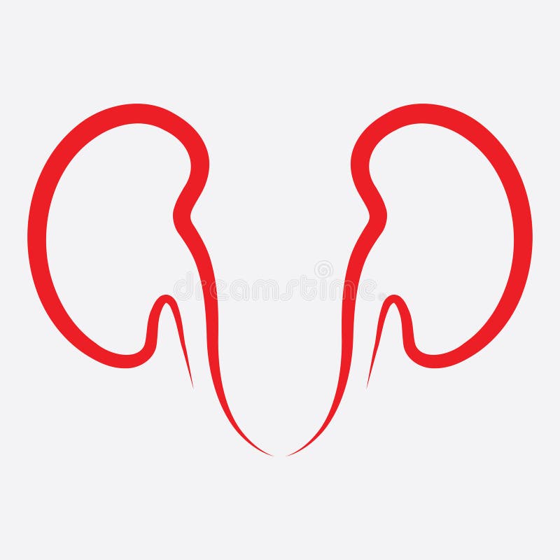 Kidney icon vector stock illustration. Illustration of system - 289659186