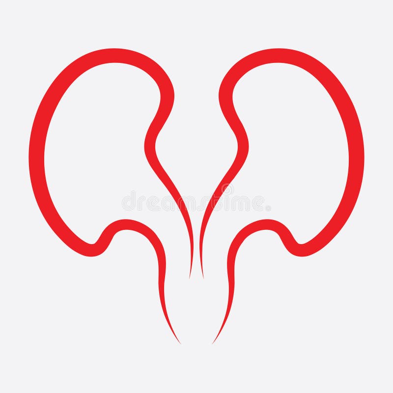 Kidney icon vector stock vector. Illustration of internal - 288841217