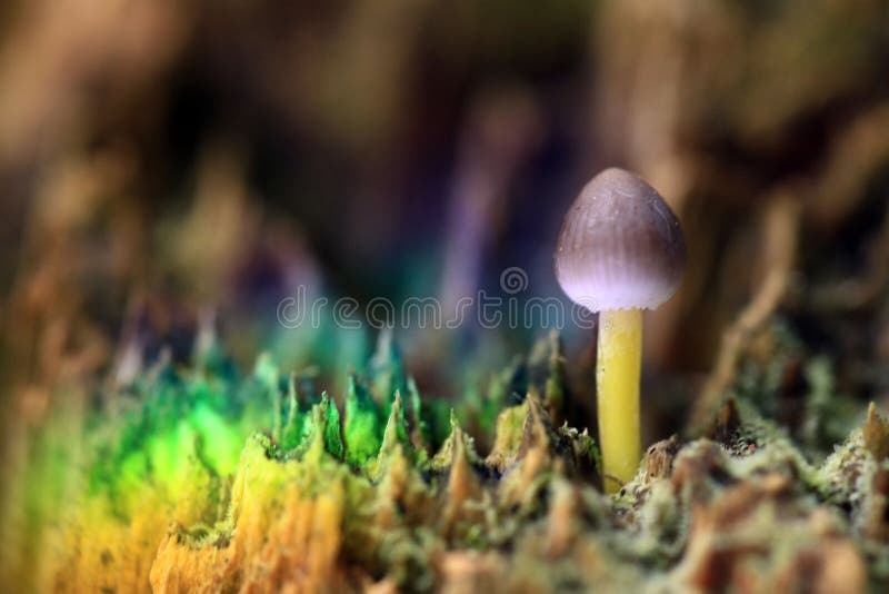 Kidney Leaf Spring Branches Stock Photo - Image of closeup, branch ...