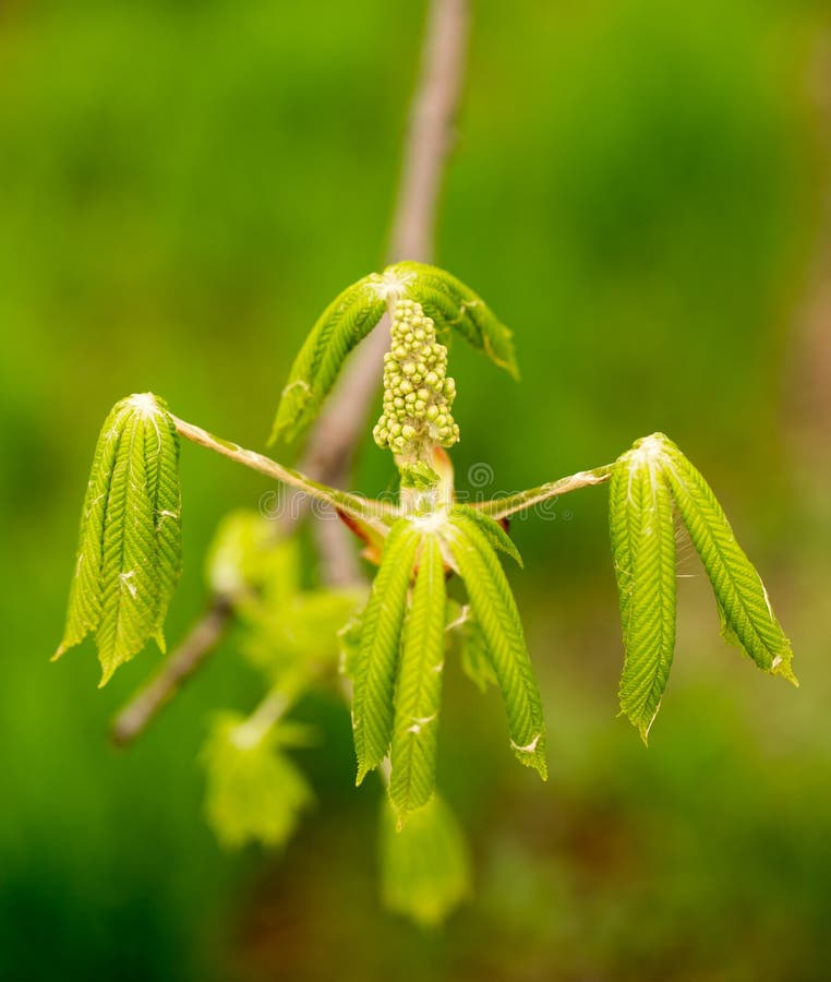 Kidney with Leaves on a Chestnut Tree in Spring Stock Image - Image of ...