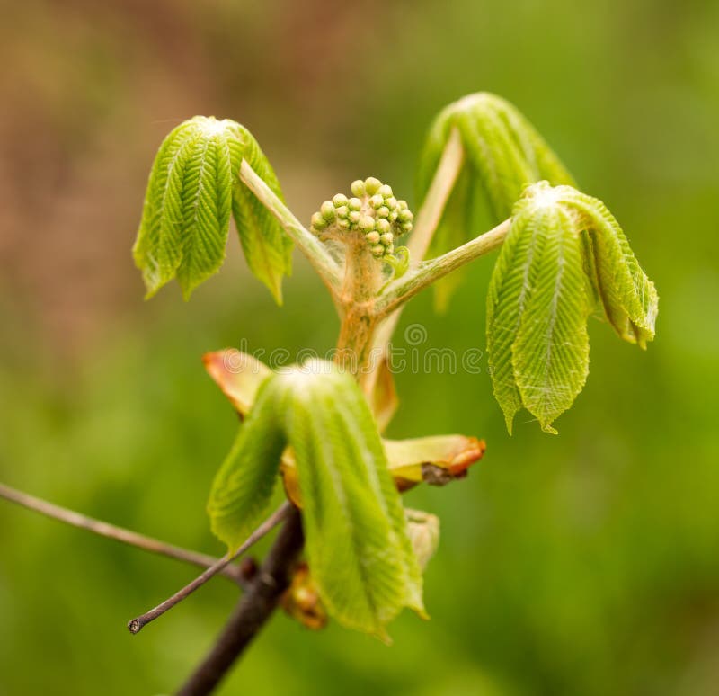 Kidney with Leaves on a Chestnut Tree in Spring Stock Photo - Image of ...
