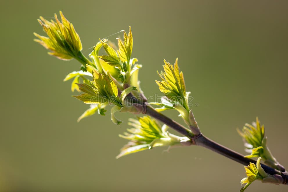 Kidney Leaves on a Tree in the Spring Stock Photo - Image of brown ...