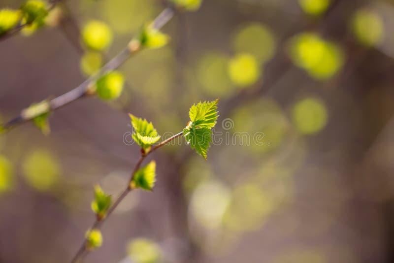 Kidney Leaves on a Tree in the Spring Stock Photo - Image of summer ...