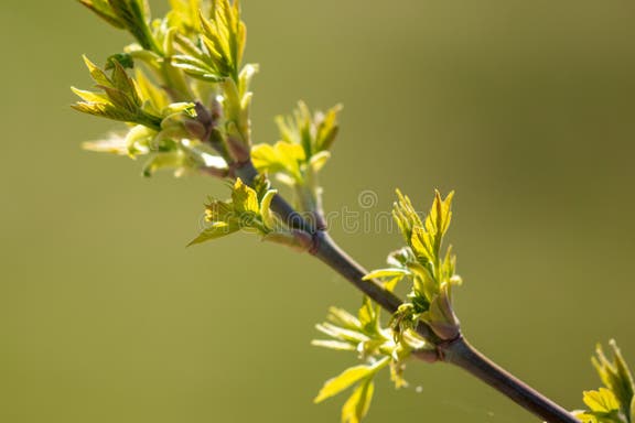 Kidney Leaves on a Tree in the Spring Stock Image - Image of leaves ...