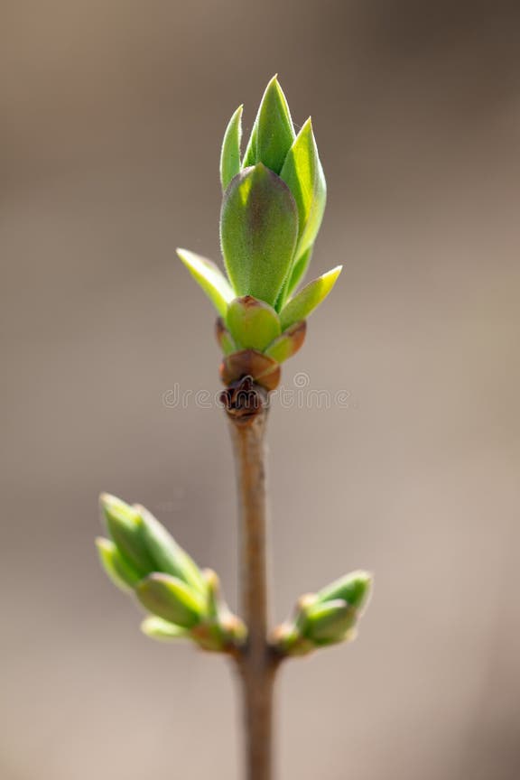 Kidney Leaves on a Tree in the Spring Stock Image - Image of life ...