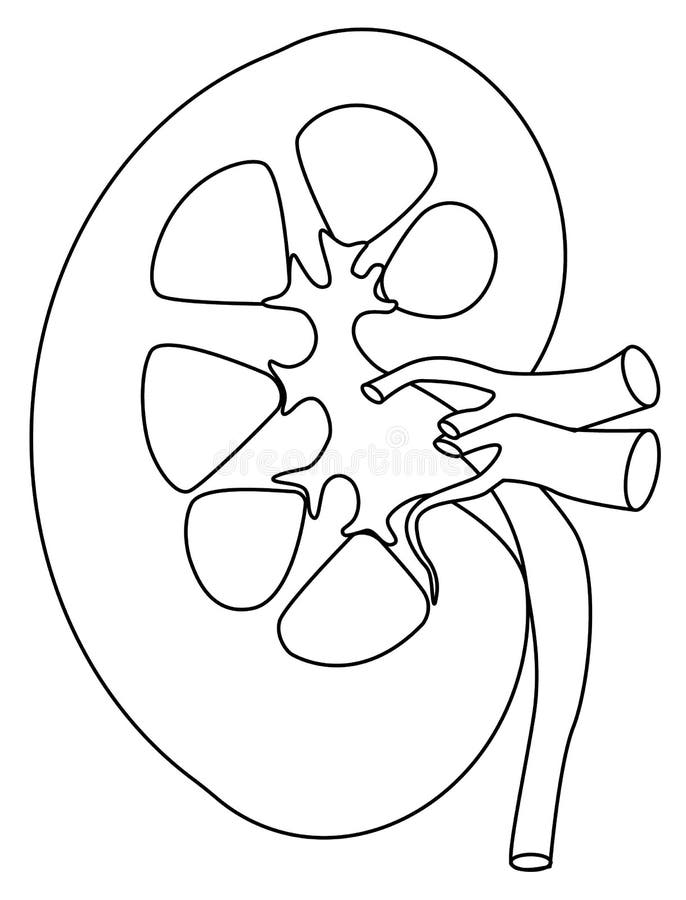 Kidney Line Isolated Vector Illustration Stock Vector - Illustration of ...