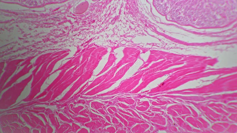 Kidney in Longitudinal Section Under Microscope with 40x Magnification ...