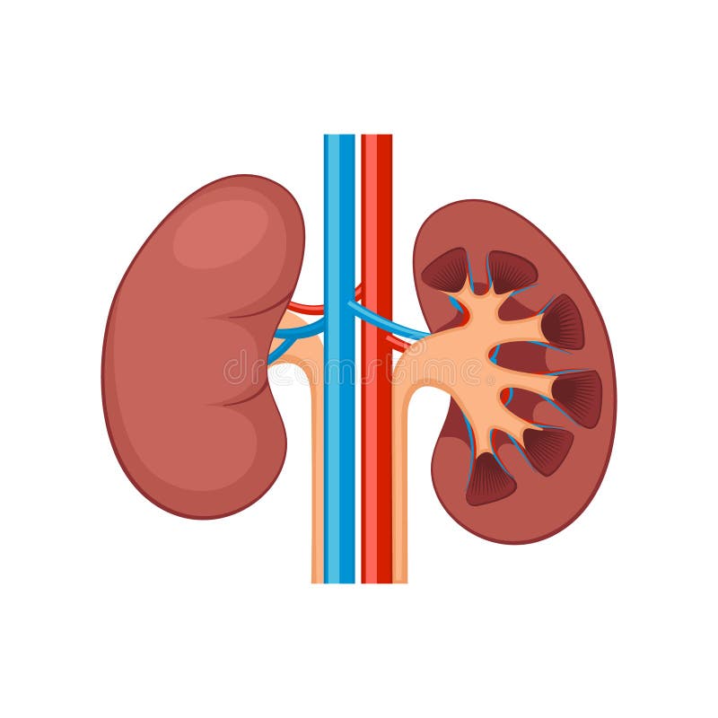 Kidney Renal Flat Realistic Icon. Human Kidney Anatomy Vector Organ ...