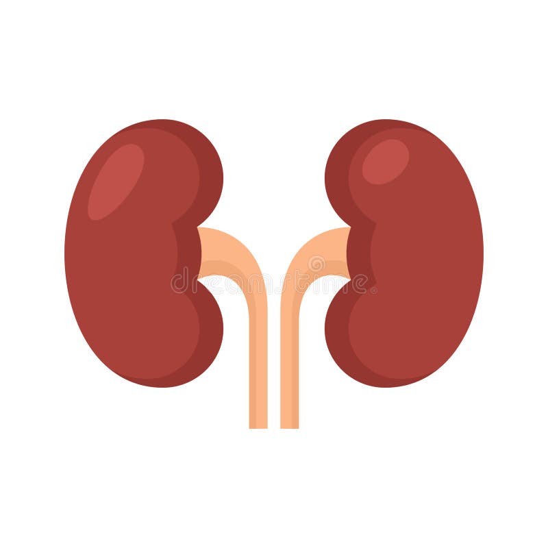 Kidney Renal on White Background. Vector Stock Vector - Illustration of ...