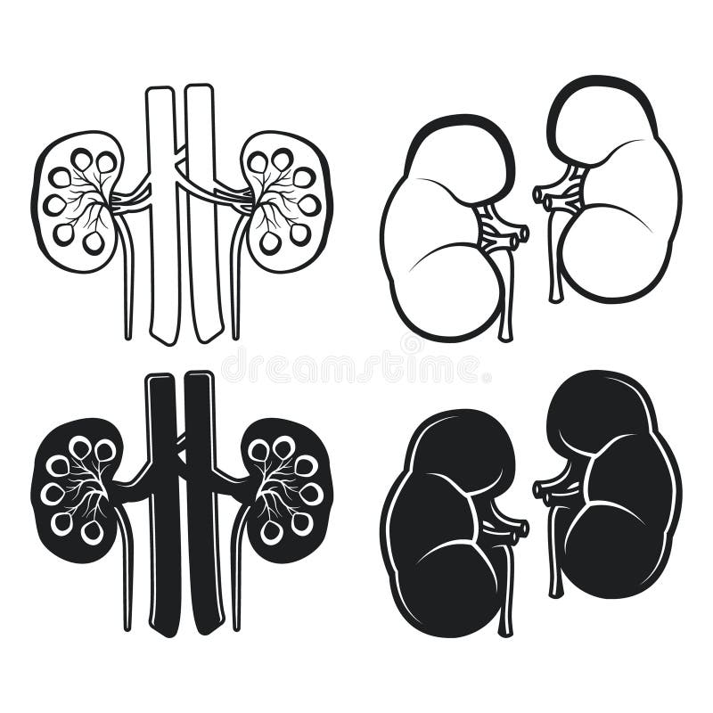 Kidney Silhouette Vector Design Art Work Stock Vector - Illustration of ...