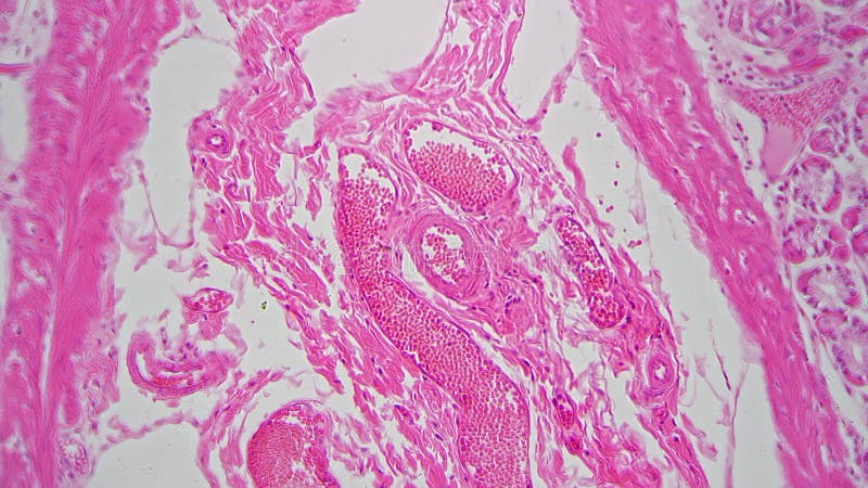 Kidney in Longitudinal Section Under Microscope with 40x Magnification ...