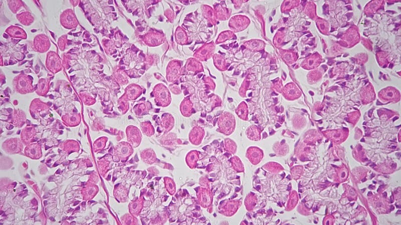 Kidney Tissues in Longitudinal Section Magnified Under Microscope 400x ...