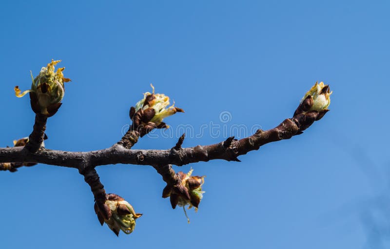 Kidney tree closeup stock photo. Image of object, macro - 70856450