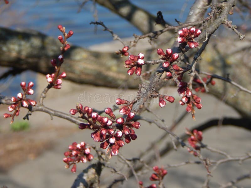 Kidney in the trees spring stock image. Image of white - 89888205
