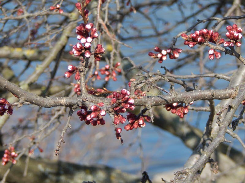 Kidney in the trees spring stock image. Image of green - 89888241